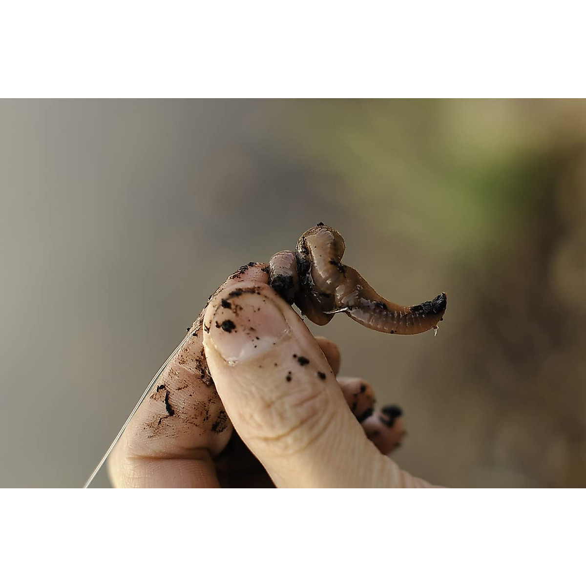 Brothers Worm Farm 1/2 Lb European Nightcrawlers Live Worms for Fishing & Composting (~150 Count). Larger Than Red Wigglers and Great Worms for Fishing, Composting, & Gardens