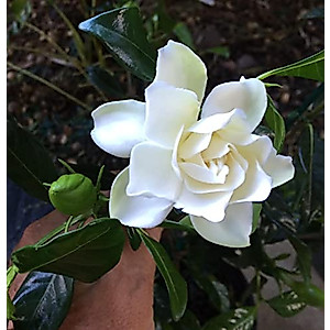 300+ Gardenia Seeds (Cape Jasmine)for Home Garden Planting