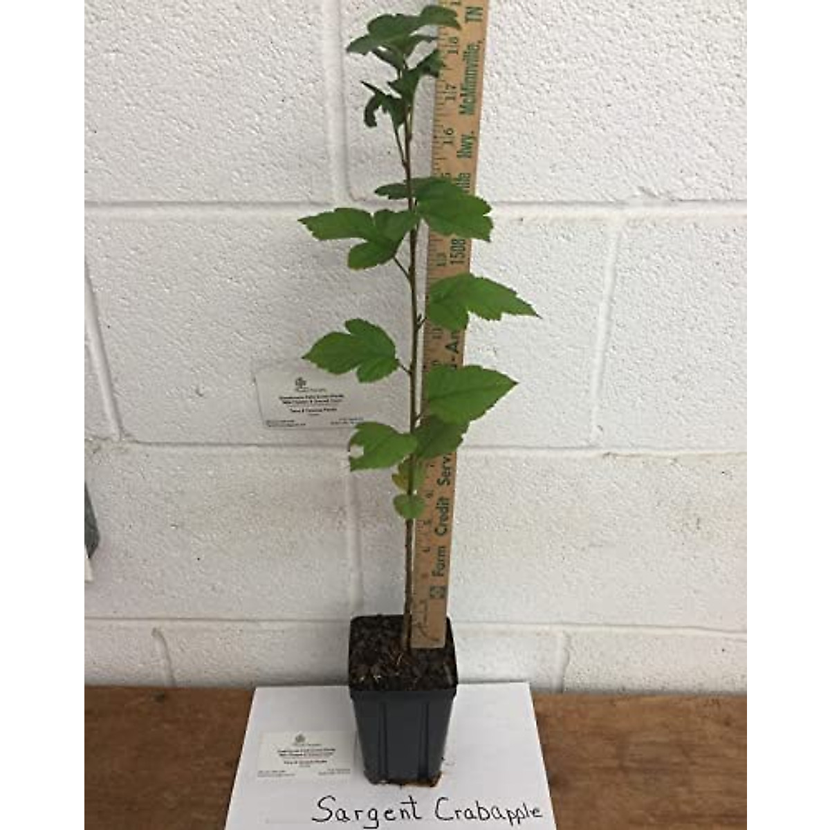 Sargent Crabapple Tree/Shrub - Live Plant - 12-18" Tall - Quart Pot - Malus sargentii