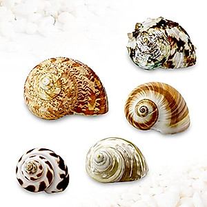 CZWESTC 5 Pcs Natural Hermit Crab Shells Large, Sea Turbo Shells, Hermit Crab Houses, Ornaments Decoration for Fish Tank Aquarium (2 inch to 2.5 inch)