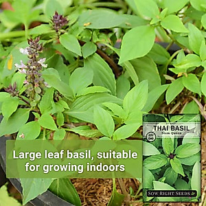 Sow Right Seeds - Sweet Large Leaf Thai Basil Seed for Planting; Non-GMO Heirloom Seeds; Instructions to Plant and Grow a Kitchen Herb Garden, Indoors or Outdoor; Great Gardening Gift