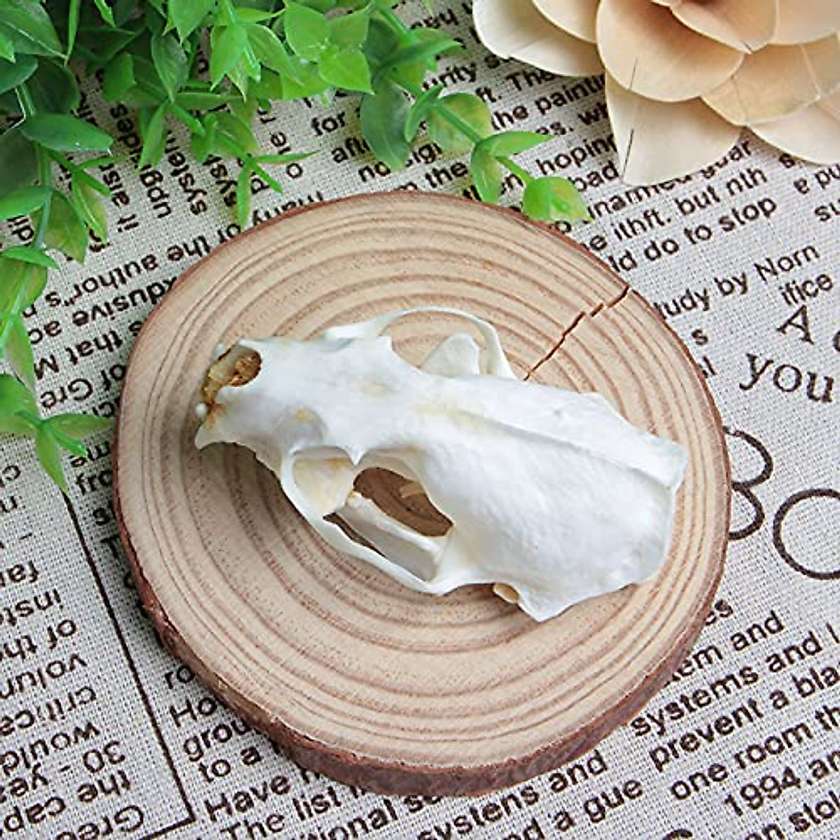 Acxico 1Pcs Mink Skulls Skull Specimen Animal Bone Specimen Gifts Skulls