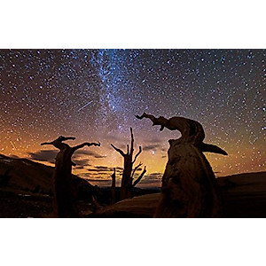 Trees: Between Earth and Heaven