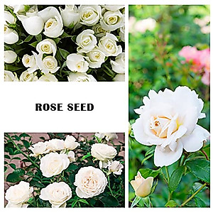 200+ White Rare Rose Seeds Multicolored Flower Non-GMO Heirloom Garden Home for Planting to Grow