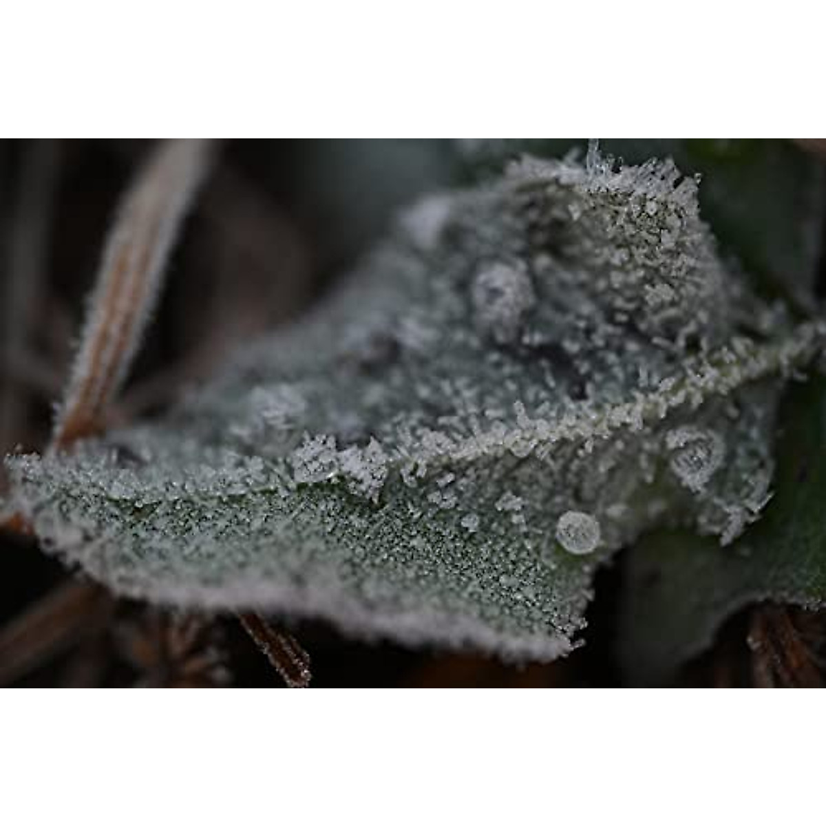 NIKKOR Z MC 105mm f/2.8 VR S