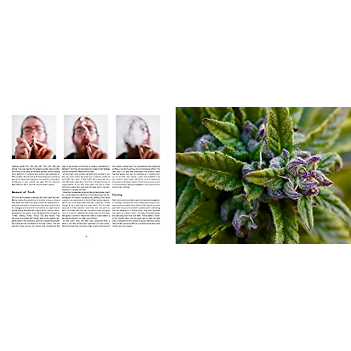 An American Cannabis Story