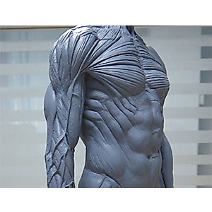 NSKI 1:6 30cm Resin Human Skeleton Anatomical Model Anatomy Skull Sculpture Head Body Muscle
