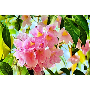 Pink Trumpet Tree Seeds for Planting - 30 Seeds - Tabebuia rosea