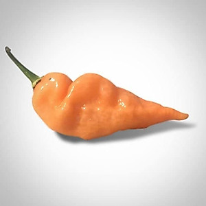 Pepper Joe’s Habanada Habanero Pepper Seeds ­­­­­– Pack of 10+ Heatless Habanero Chili Pepper Seeds – USA Grown ­– Premium Non-GMO Habanada Seeds for Planting in Your Garden