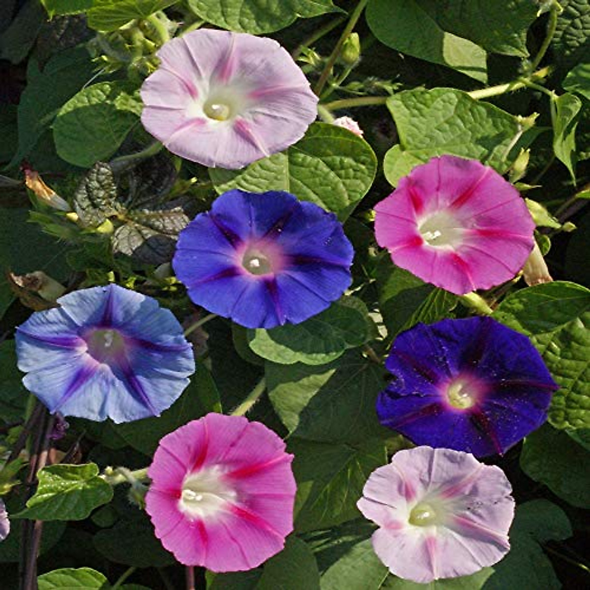 Outsidepride Ipomoea Purpurea Morning Glory Fieldgrown Climbing, Vining, Trailing Plants for Arbors, Trellises - 250 Seeds