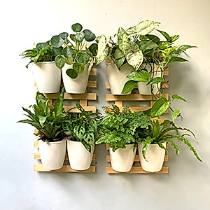 LaLaGreen Wall Planters for Indoor Plants - 10 Pack, 5 Inch Self Watering Plastic Wall Pot, White Wall Mounted Eco Wall Planter System Living Hanging Wall Planter Trendy Live Wall Garden for Herb