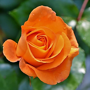 25 Rose Seeds Climbing Orange Rose Seeds Flowers Rose Perennial Seeds for Planting Garden