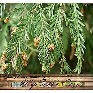 Cedar, Dogwood, Pine, Redwood, Spruce, Tree Seed by MySeeds.Co, You Choose The Color n Quantity (1 Pack, California Redwood - Big Pack)
