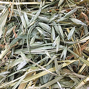 Oxbow Animal Health Oat Hay - All Natural Hay for Rabbits, Guinea Pigs, Chinchillas, Hamsters & Gerbils - 15 oz.