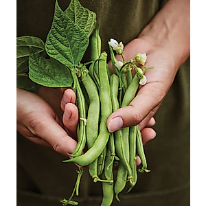 Burpee Stringless Green Pod Bush Bean Seeds 8 ounces of seed
