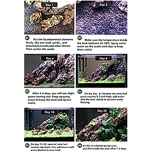 Live Aquarium Plant Seeds Combo,Fresh Water Grass Plants Mini Leaf & Longhair Grass Small Pearl for Fish Tank Terrarium Aquatic Dwarf Carpet Decor Decoration 6 aab (1M1L)