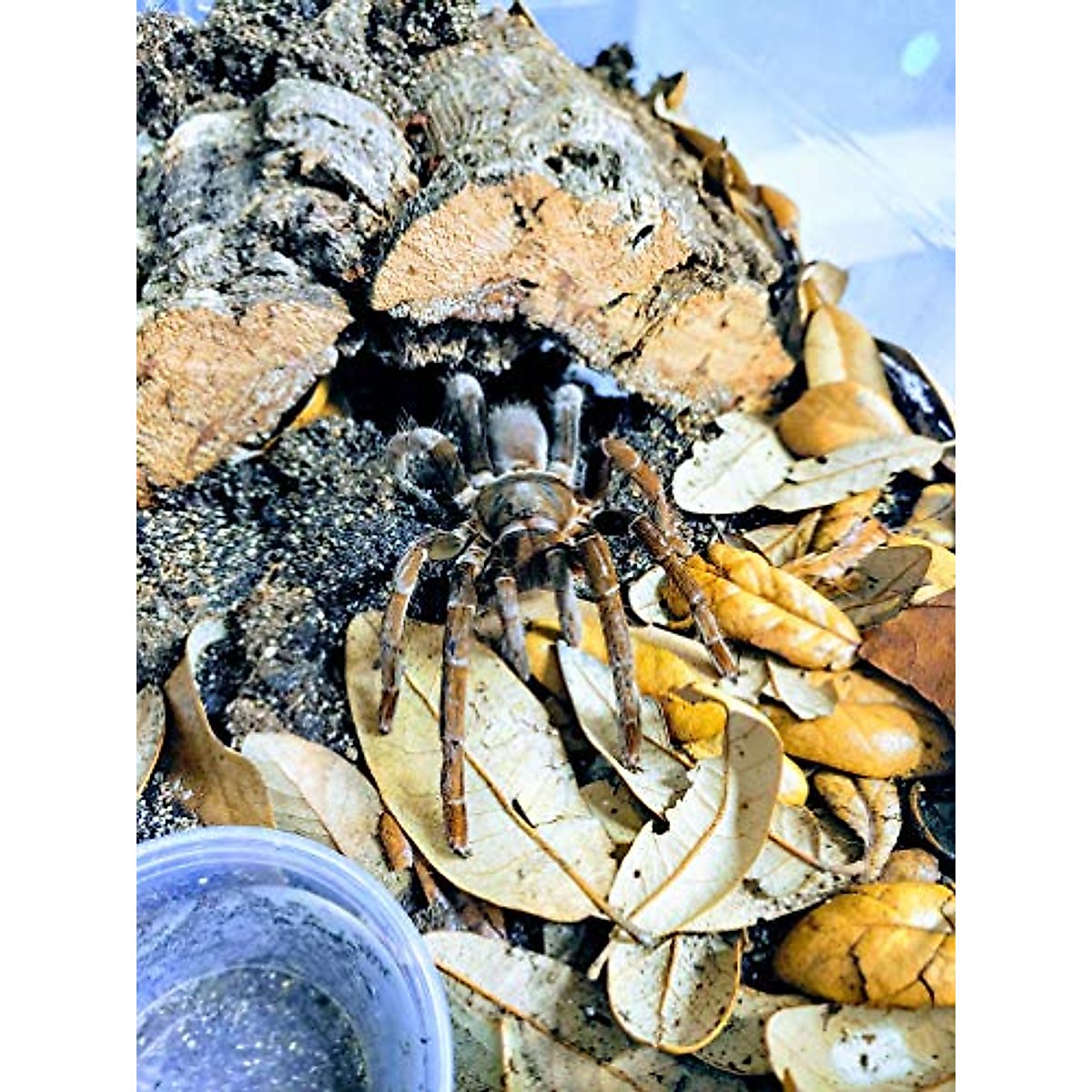 Josh's Frogs Dig-It (10 Quarts)- Substrate for Burrowing Lizards, Invertebrates, Lay Boxes and Humid Hides
