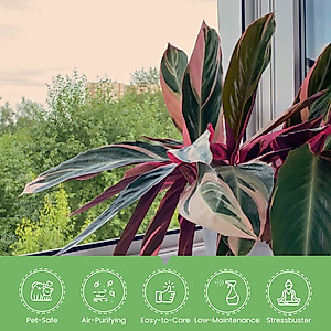 American Plant Exchange Live Stromanthe Trio Star Plant, Prayer Plant, Plant Pot for Home and Garden Decor, 6" Pot