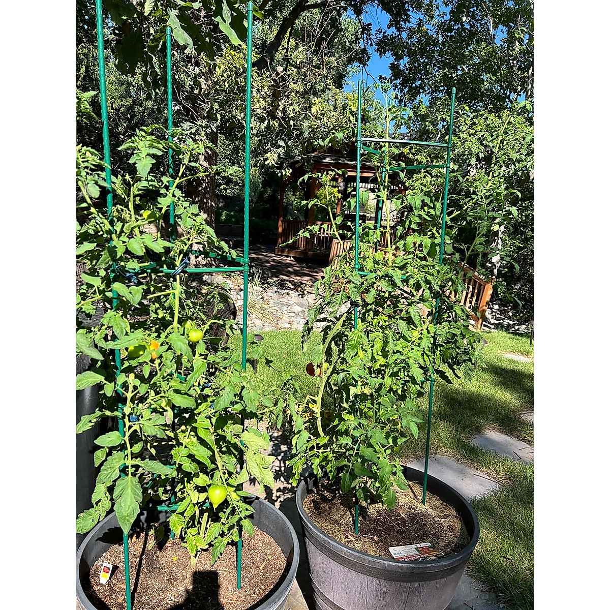 5ft 6-Pack Tomato Cage Support Green Garden Plant Sticks/Stakes for Climbing Plants, Vegetables, Fruit, Flowers