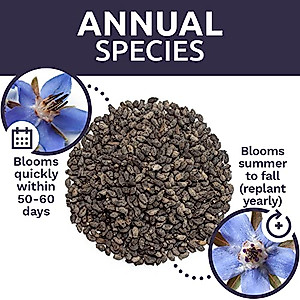 Sweet Yards Seed Co. Borage Seeds – Extra Large Packet – Over 1,200 Open Pollinated Non-GMO Wildflower Seeds – Borago officianalis