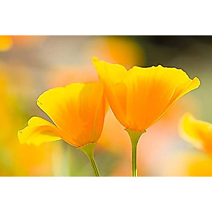 Golden Yellow California Poppy Flower Seeds for Planting, 2000+ Seeds Per Packet, (Isla's Garden Seeds), Non GMO & Heirloom, Scientific Name: Eschscholzia californica, Great Home Flower Garden Gift