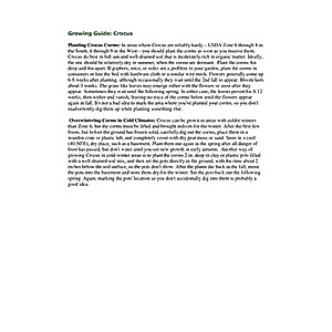 40 Jumbo Crocus Mixture - Crocus vernus & flavus by Daylily Nursery