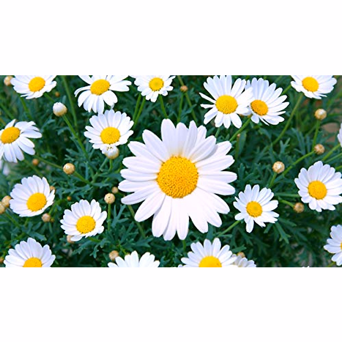 Shasta Daisy Flower Seeds for Planting, 1500+ Seeds Per Packet, Chrysanthemum Genus, (Isla's Garden Seeds), Non GMO & Heirloom Seeds, Scientific Name: Chrysanthemum Maximum, Great Home Garden Gift