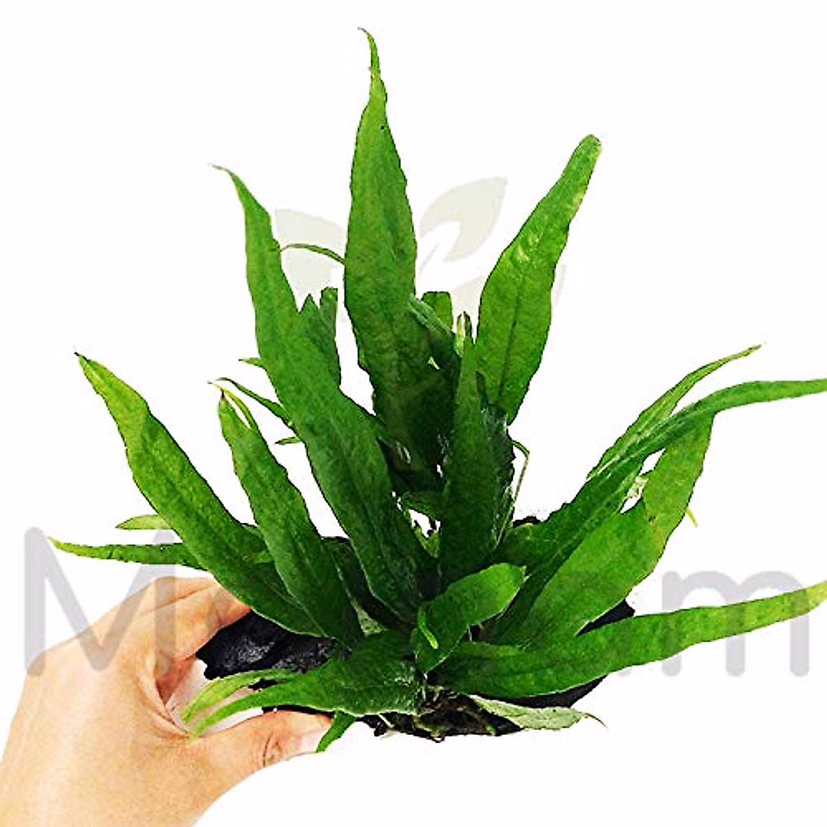 Mainam Java Fern Planted on Driftwood Microsorum Pteropus Freshwater Easy Low Light Live Aquarium Plant Decorations 3 Days Guarantee