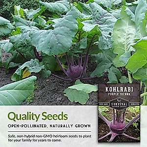 Survival Garden Seeds - Purple Vienna Kohlrabi Seed for Planting - Packet with Instructions to Plant and Grow Unique Cruciferous Vegetables in Your Home Vegetable Garden - Non-GMO Heirloom Variety