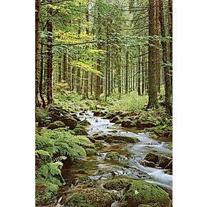 AllPosters Wall Poster Forest Creek, 24x36