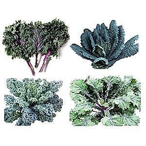 1000+ Kale Mixed Seeds, This is a Mix!!! Dwarf Blue Curled, Lacinato Dinosaur, Siberian Dwarf, Russian Red, Heirloom Non-GMO USA Grown