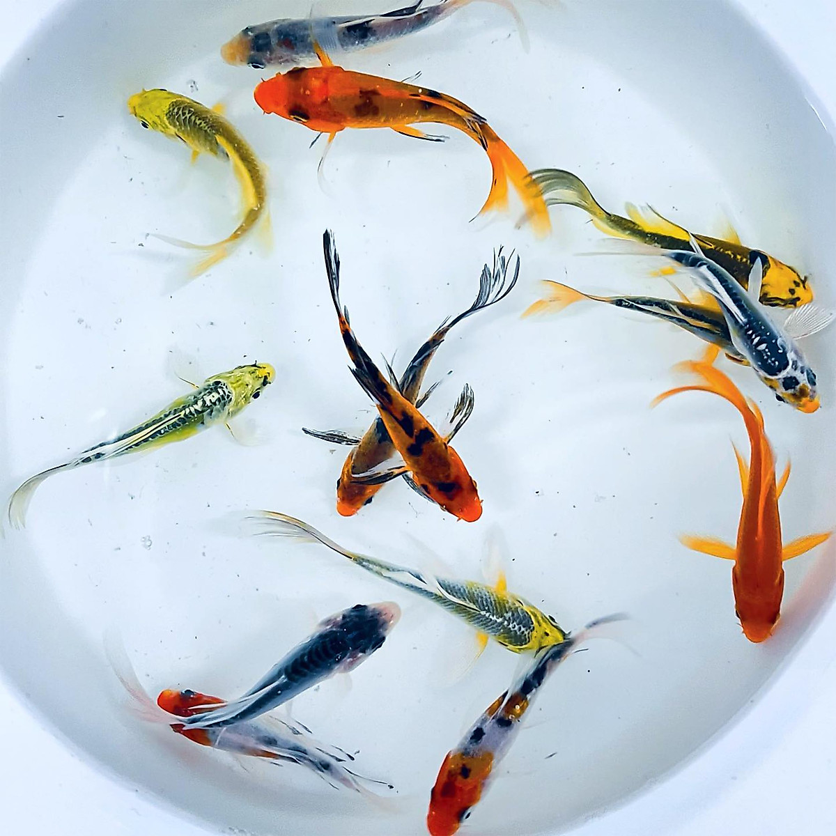 Toledo Goldfish Butterfly Fin Koi, Variety of Colors and Patterns - Perfect for Ponds or Aquariums - 3-4 Inches, 10 Count