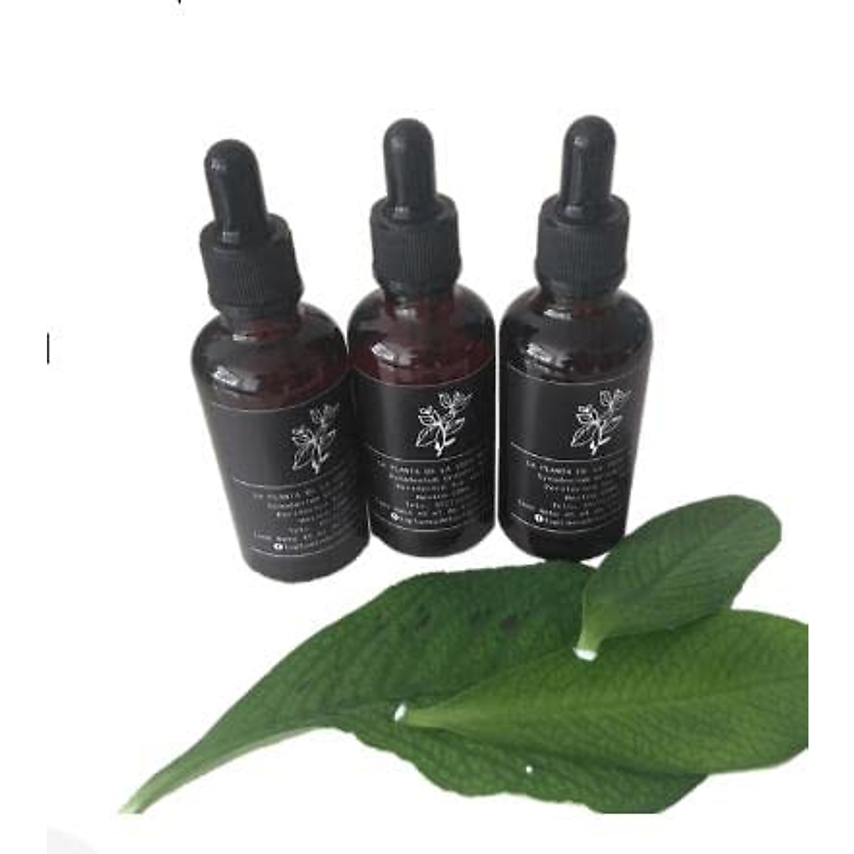 La Planta De La Vida Mexico, Tintura Madre de Lechero Africano