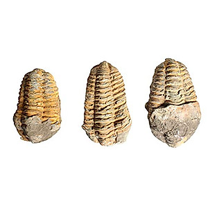 Real Trilobite Fossil Over 520 Million Years Old - Dey Designs Certificate of Authenticity