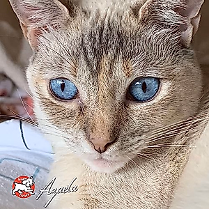 Fromm Four-Star Nutritionals Salmon Tunachovy Cat Food - Premium Dry Cat Food - Salmon Recipe - 10 lb