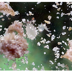 50,000 Live Neoseiulus Amblyseius Cucumeris - Guaranteed Live Delivery!