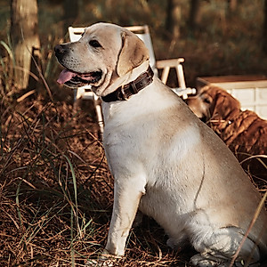 DAIHAQIKO Dog Collar, Genuine Leather Dog Collar, Heavy Duty Dog Collar, Wide Dog Collar for Small Dog, Medium Dog, Large Dog and Extra Large Dog (M: 1" Wide for 15.2"-19.2" Neck, Dual Stitch - Brown)