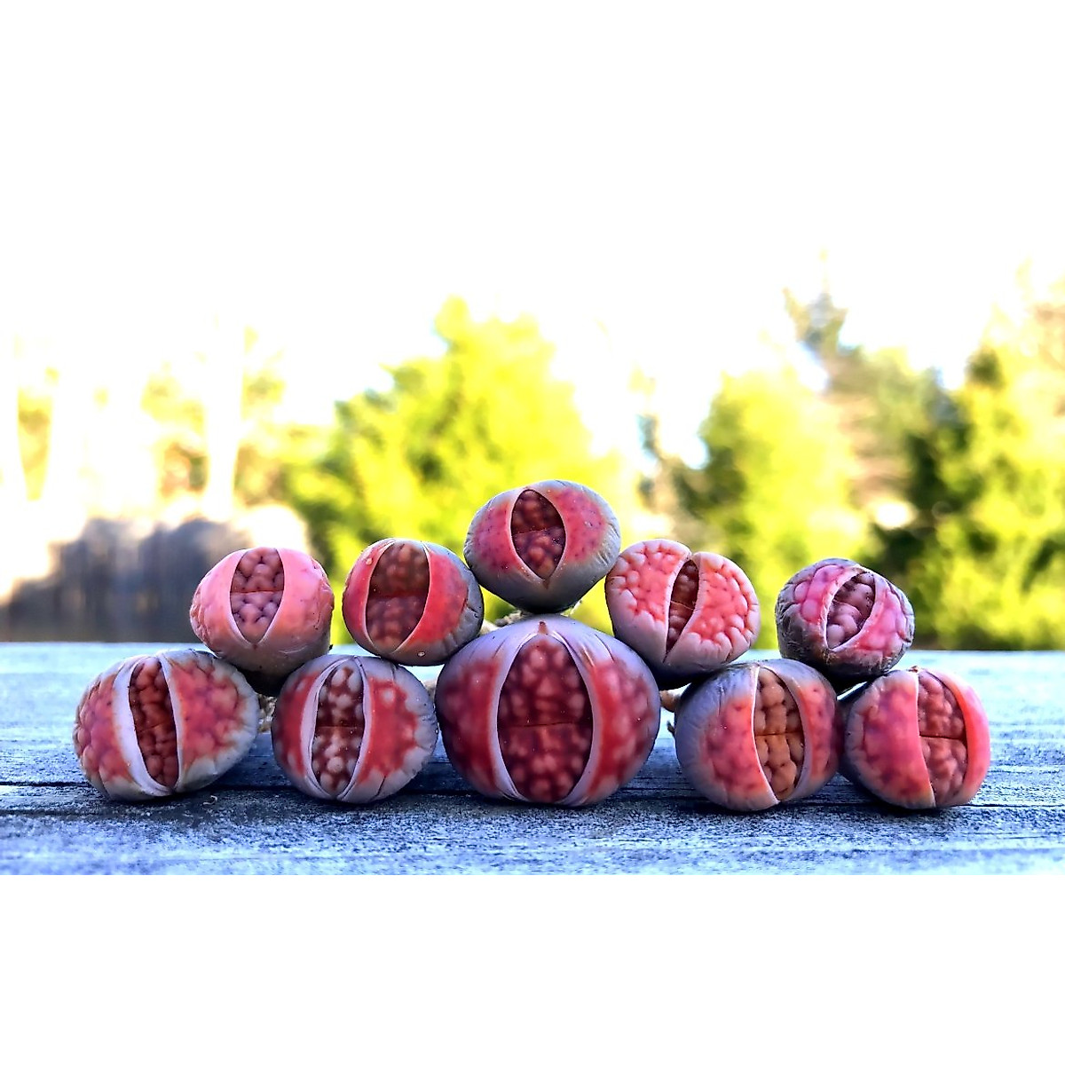 Pack of 3 Live Exotic Lithops Karasmontana V Mickbergensis VAR Red Top 3 Years Old Living Stone Plant Great Lithops Collector Item