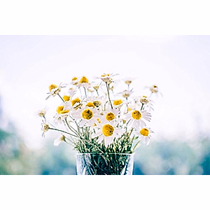 Gaea's Blessing Seeds - Chamomile Seeds - Non-GMO Seeds with Easy to Follow Planting Instructions - Seeds Heirloom Common German Germination Rate 88% Net Wt. 1.0g