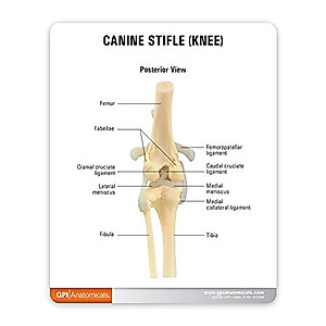 GPI Anatomicals - Canine Knee Model, Normal Knee Joint Replica for Canine Anatomy and Physiology Education, Anatomy Model for Veterinarian’s Offices and Classrooms, Medical Study Supplies