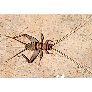 BASSETT'S CRICKET RANCH 250 Medium (1/2") Live Banded Crickets