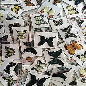 BigBigMe 10Pcs Natural Unmounted Rhopalocera/Le Papillon/Butterfly Specimen Artwork Material Decor, Taxidermy Animals Gifts for Kids Family