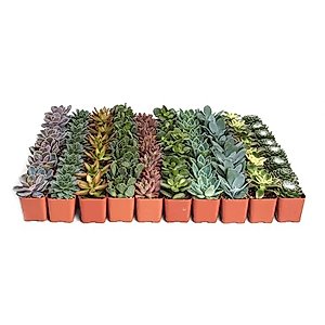 Shop Succulents Assorted Succulent Plant Pack Bulk Collection - Live Mini Succulent Plants, Low Maintenance, Mixture of Colors & Textures - Wedding and Party Favors, Gift & Garden, Pack of 32