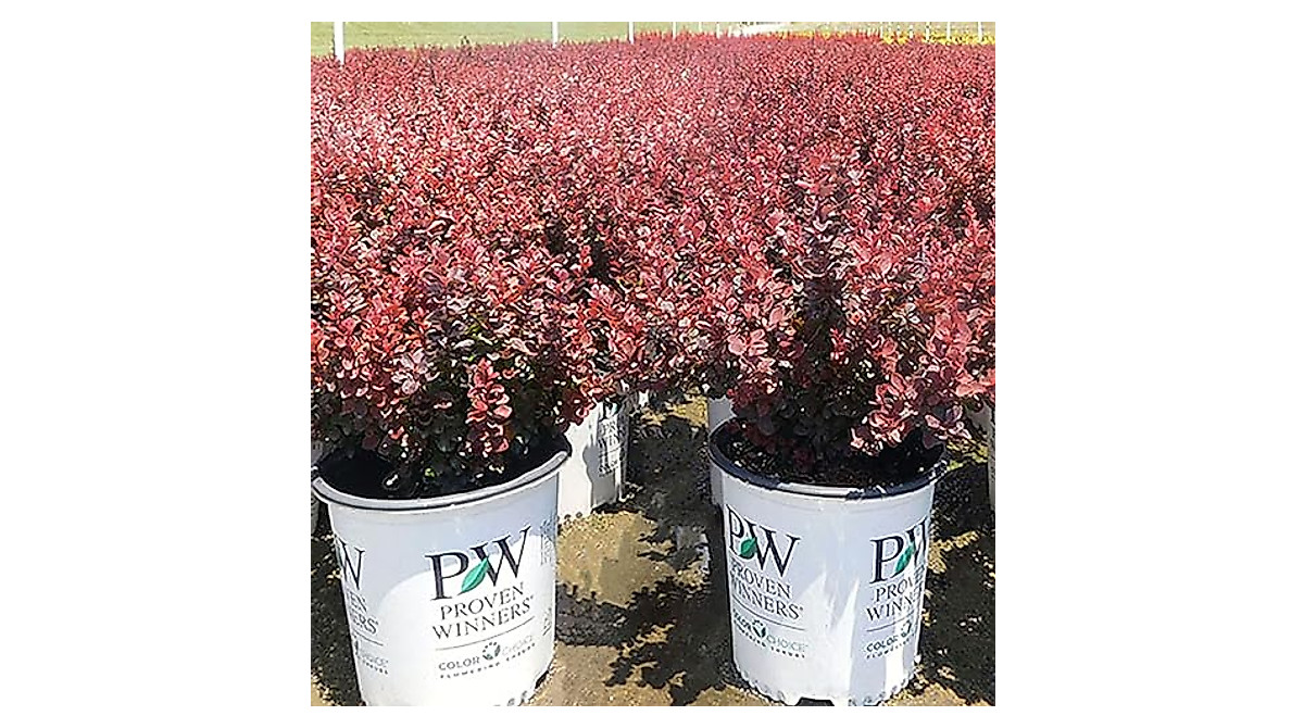 Sunjoy Mini Maroon Barberry: Deep Purple, Care-Free Shrub