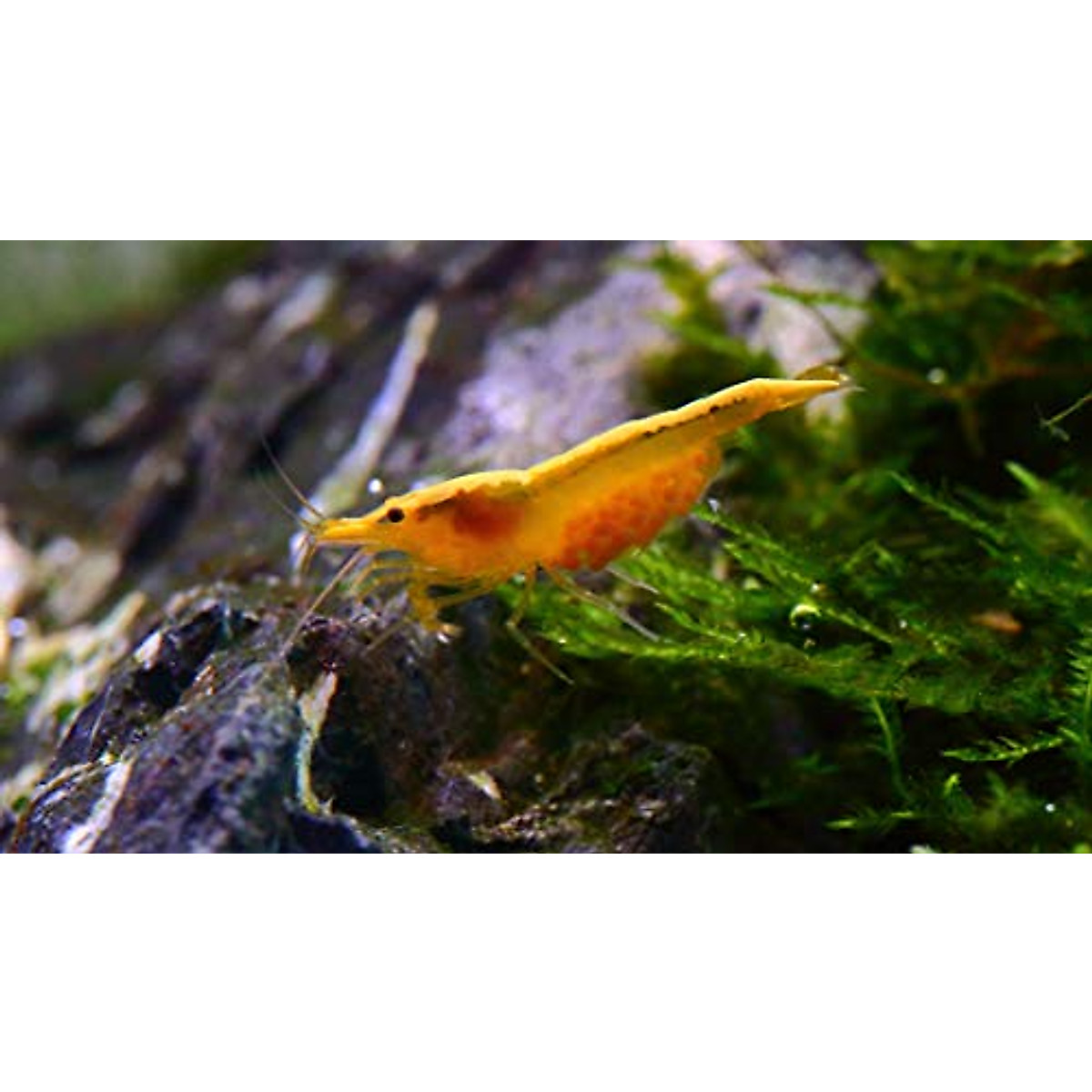 Blue Crown Aquatic 10 Ultra Gold (Neocaridina Davidi) Live Freshwater Aquarium Shrimps 1/4 to 1/2 inch
