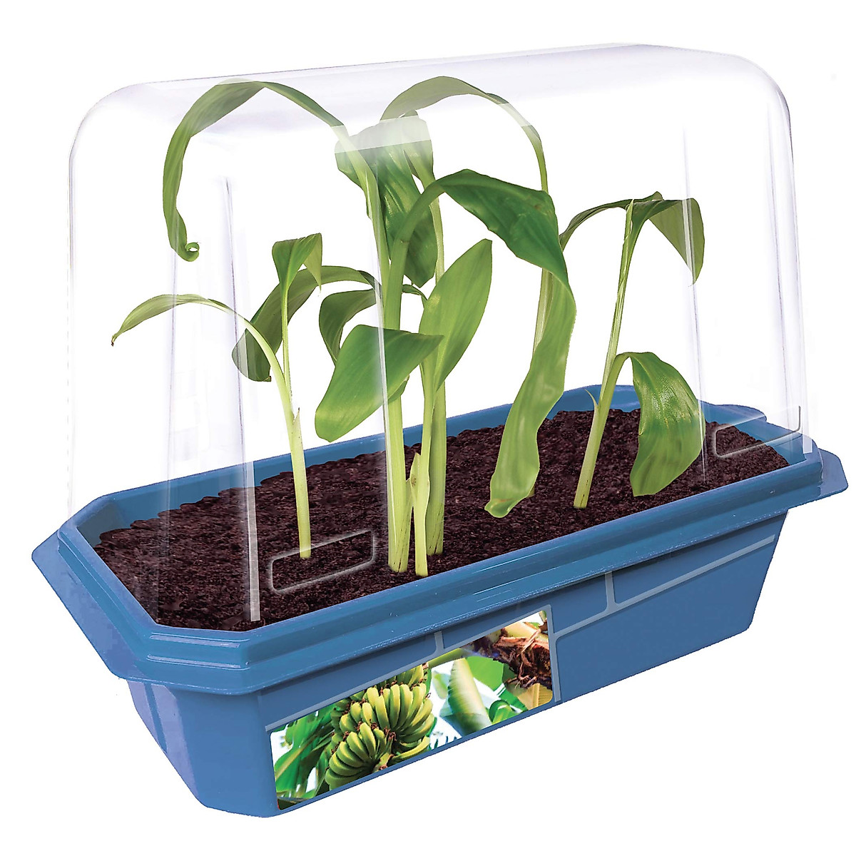 Grow Your Own Bananas Sprout Terrarium - Indoor Banana Growing Starter Kit - Complete Supplies to Cultivate Edible Mini Bananas at Home - Plants Grow up to 1 Foot per Month - Easy & Fun for All Ages