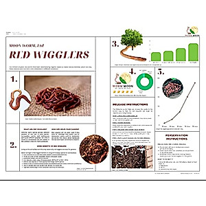 100 Live Red Wigglers Composting Worms