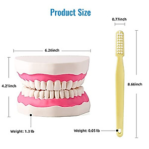 Annhua Large Anatonmical Teeth Model 6 Times Dental Hygiene Teeth Models, Dentist Teaching Oral Care Model with Detachable Tongue and Denture Toothbrush