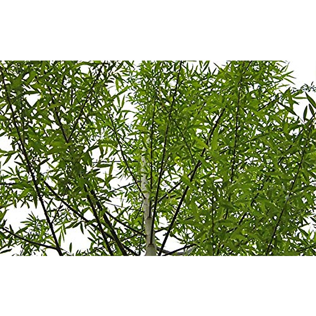 4 Globe Willow Trees - Shade or Privacy Tree - Fast Growing #BC2