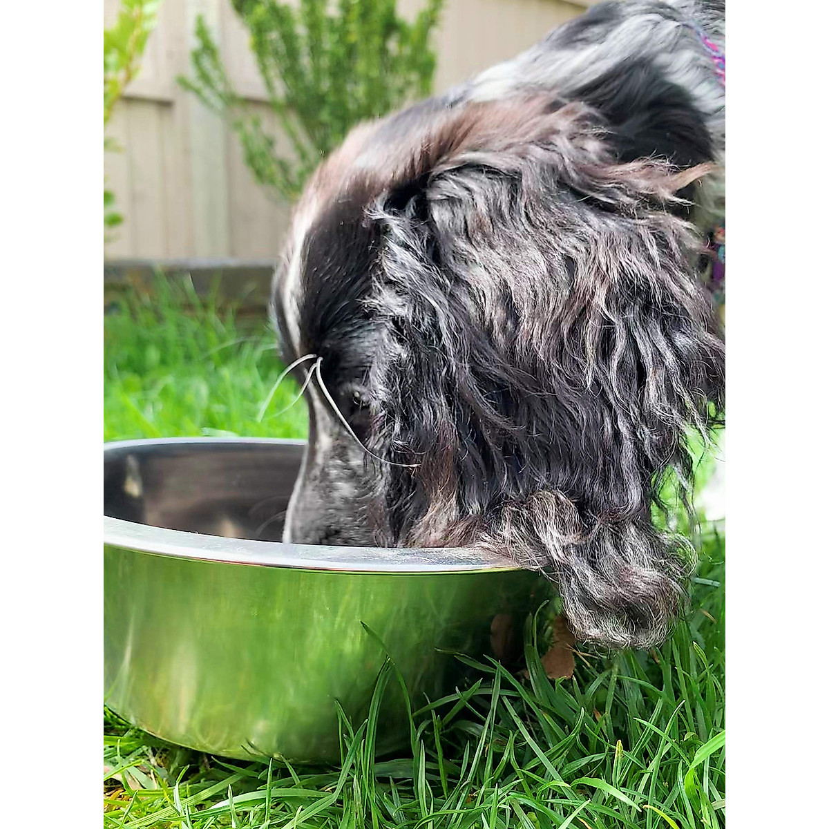 Snow Peak Unisex's Dog Bowl-Stainless Steel, Unset, Medium